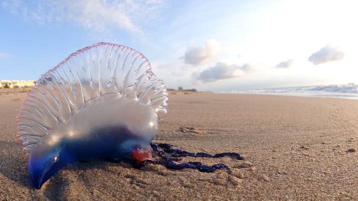 Las falsas medusas llegan a la playa donde rompe la mayor ola del mundo ...