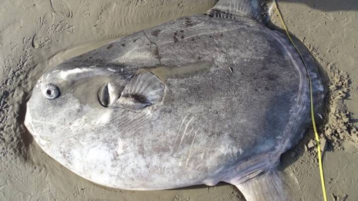El hallazgo de un pez luna gigante en el hemisferio norte desconcierta ...
