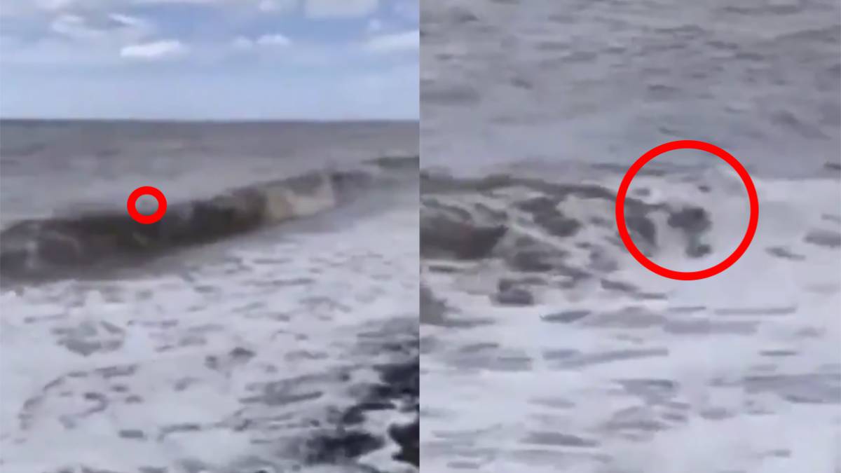 Un conejo salvaje emerge misteriosamente de entre las olas del mar y se ...