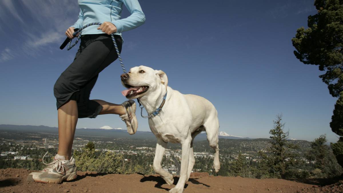 Más evidencia de que tener perro es positivo para nuestra salud - AS.com