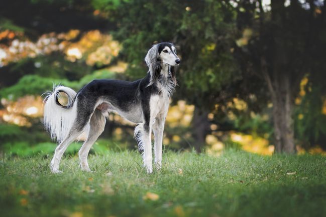 Las razas de perros más elegantes: ¿cuáles son y en qué habilidades ...