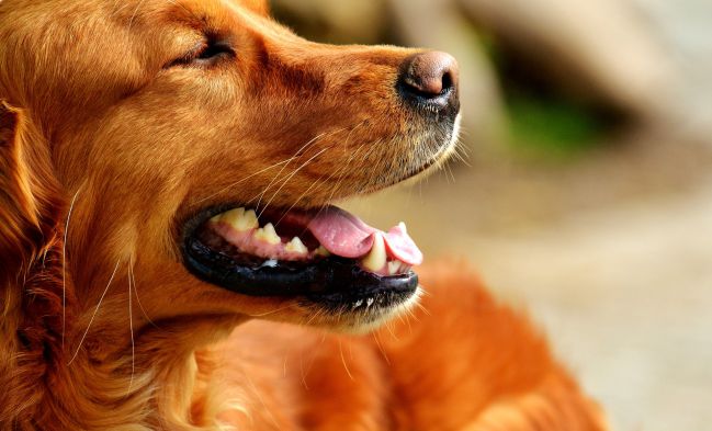 Las razas de perros más elegantes: ¿cuáles son y en qué habilidades ...