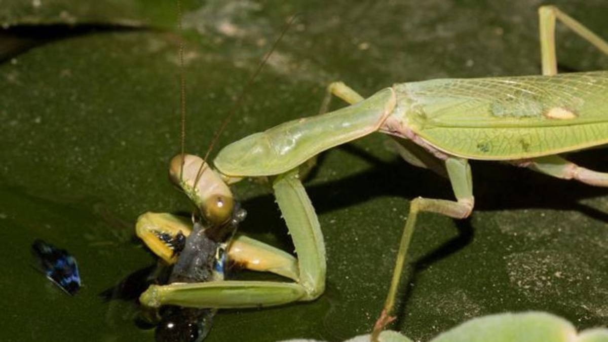 Las mantis religiosas están aprendiendo a atrapar peces - AS.com