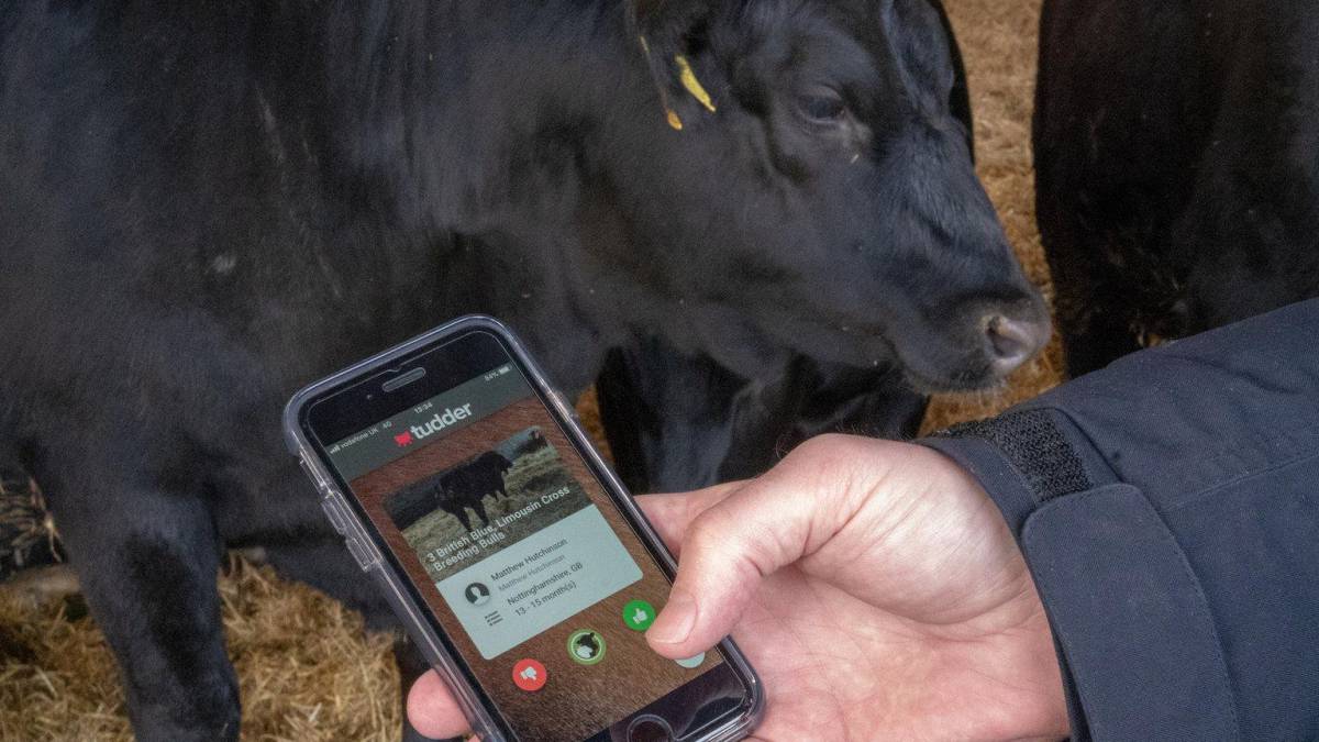 Te presentamos 'Tudder', el Tinder para vacas que ha desatado el humor ...