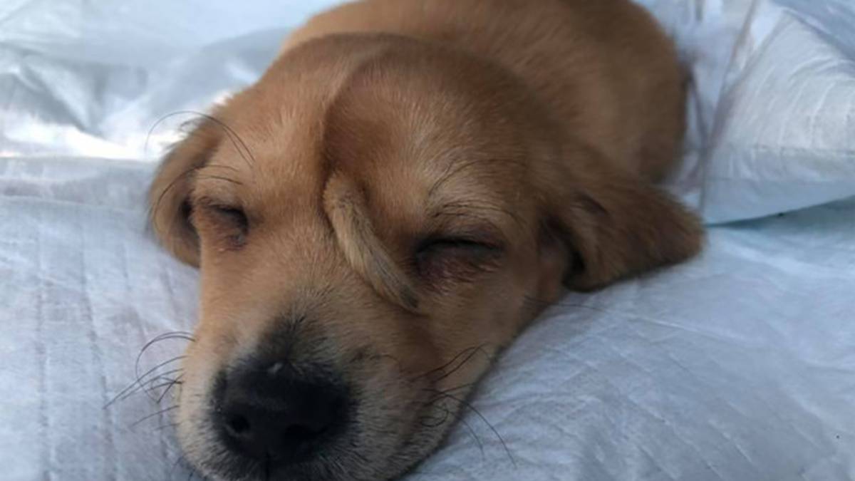 Así es Narwhal, el “perro unicornio” que arrasa en Internet - AS.com