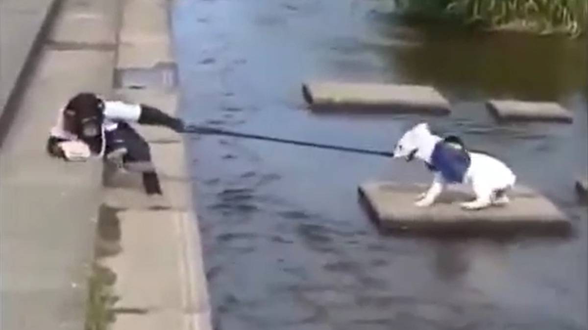 Un perro, un mono y el vídeo que enseña una moraleja que está volando ...