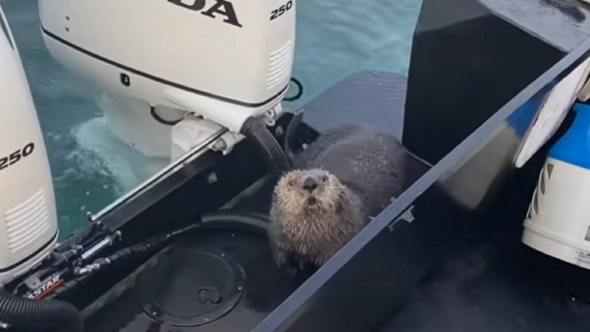 Una nutria se sube a un barco para escapar del ataque de una orca - AS.com