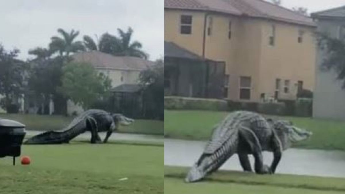 Aparece un caimán enorme en un campo de golf de Florida - AS.com