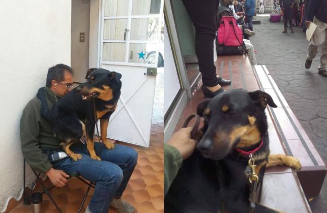 La conmovedora historia de ‘El Borras’ el perro que aparece en película ...