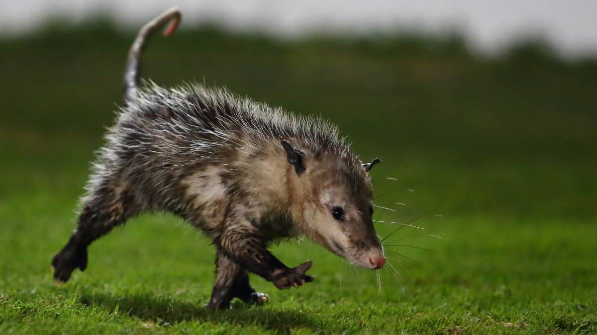 Un tlacuache invade la cancha en el Veracruz vs Puebla - AS México