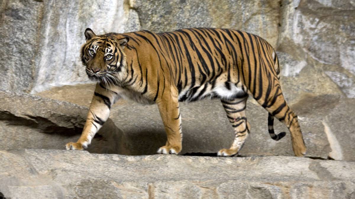 Cuando eres más divertido que un tigre - AS México