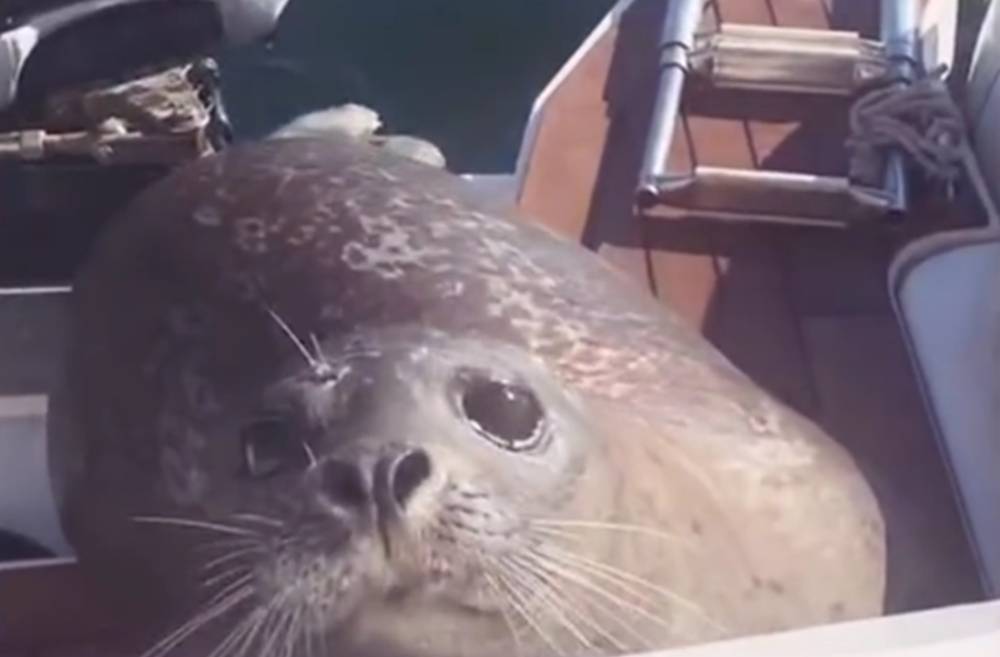 Una foca evita la muerte al subirse al barco de una familia - AS.com