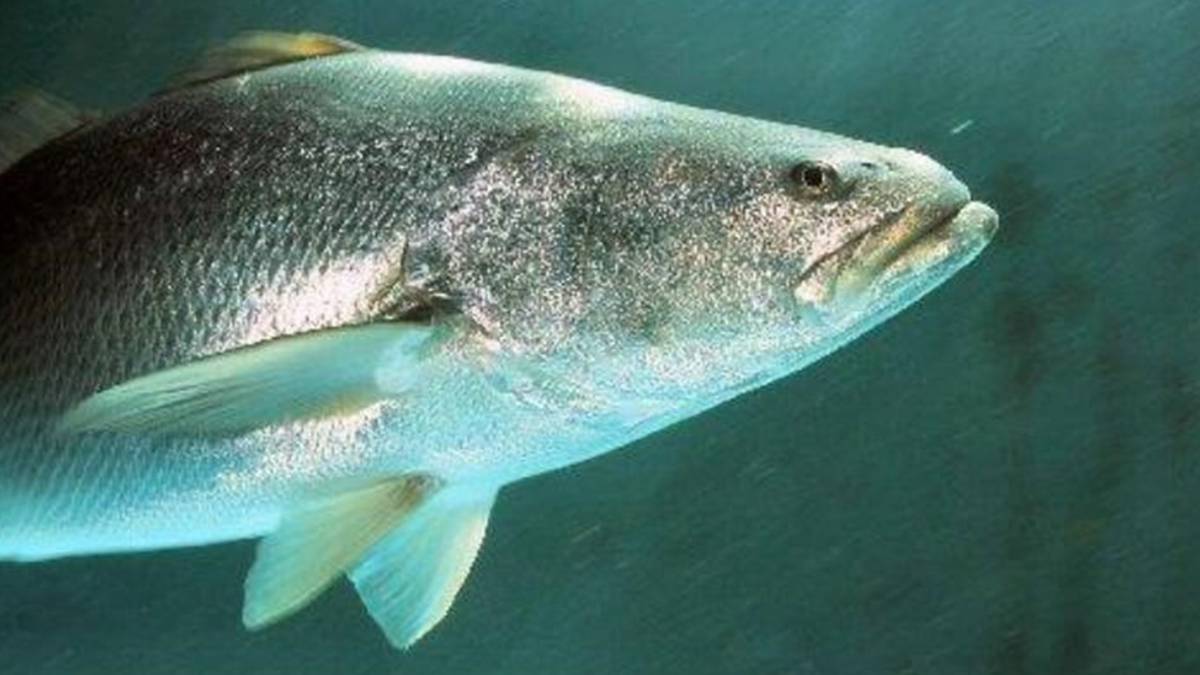 Totoaba, el pez afrodisíaco que se vende a 60.000 euros el kilo - AS.com