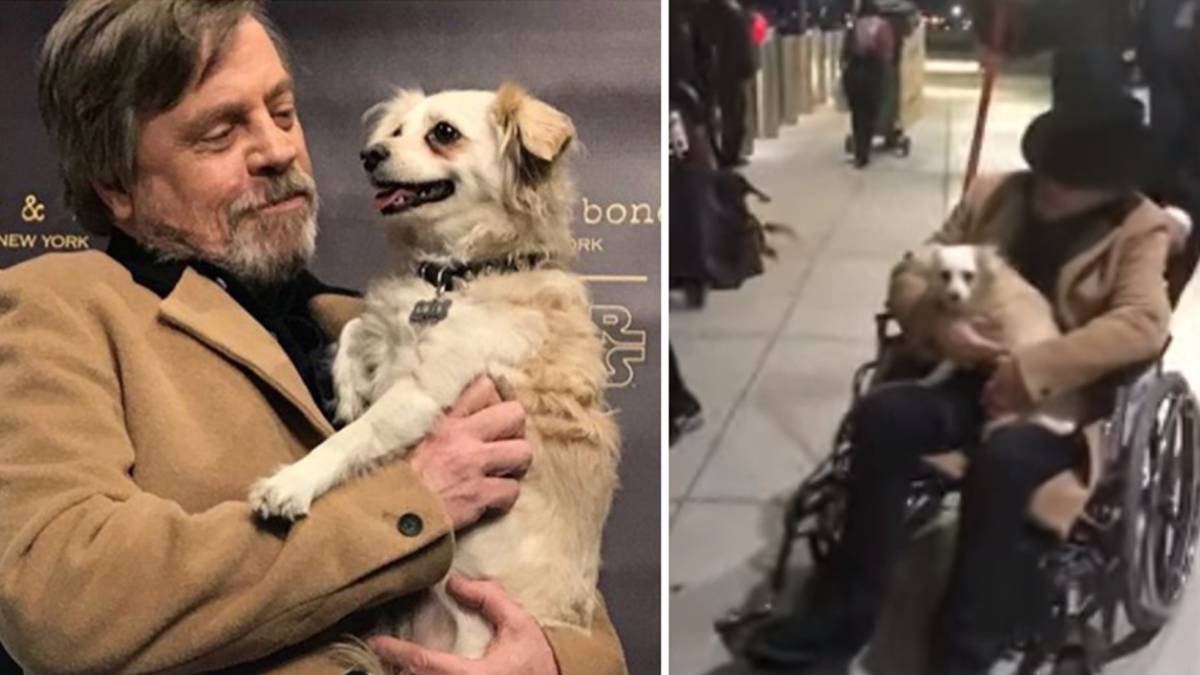 Mark Hamill alarma a sus fans al huir de los 'cazadores de autógrafos ...