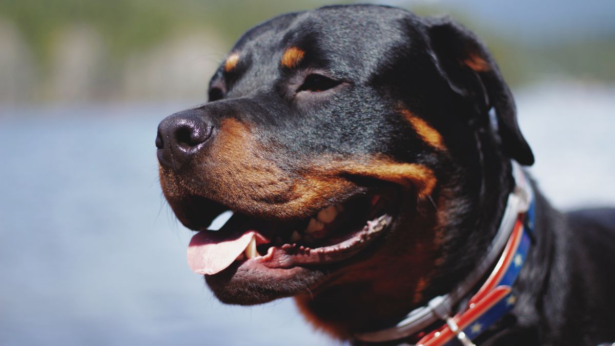 Los perros más populares en todo el mundo: ¿cuál es la raza favorita en ...